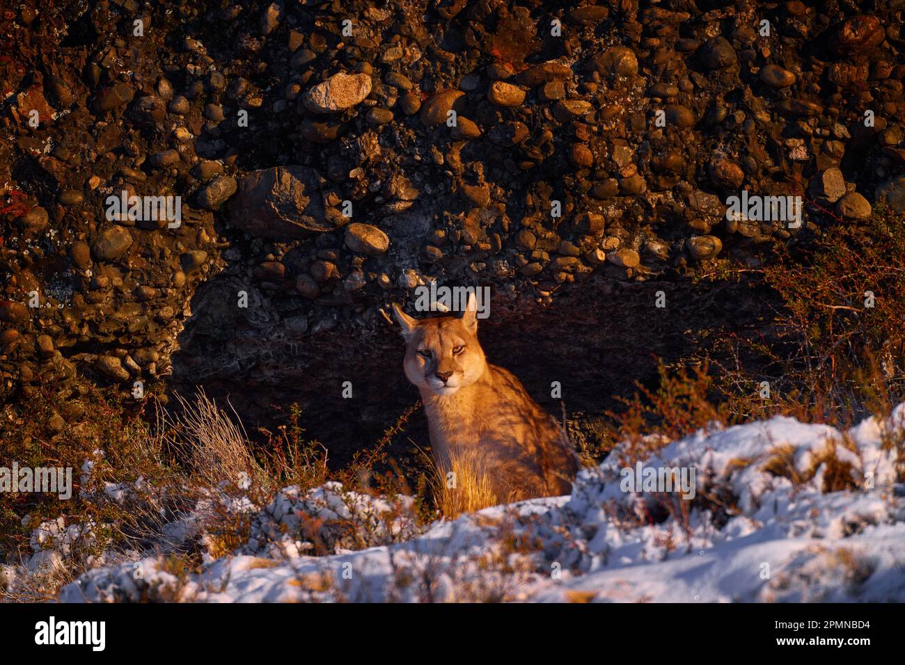 Puma, nature winter habitat with snow, Torres del Paine, Chile. Wild ...