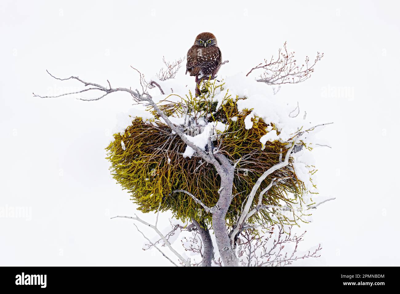 Owl, winter Patagonia. Austral pygmy owl, Glaucidium nana, sitting on ...