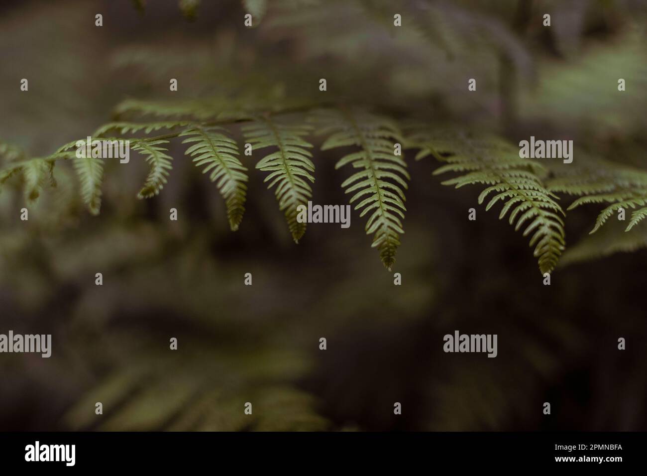 Close of Fern leaves, Lush foliage of Ferns in Sussex Forest, Botany UK ...