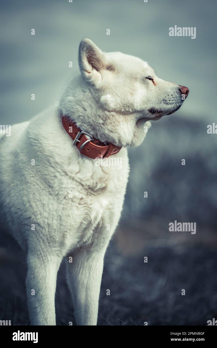 Akita Inu Japanese Akita adult brindle portrait Stock Photo - Alamy