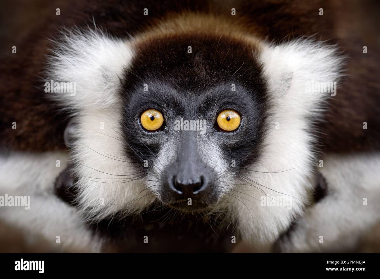 Lemur - close-up face head detail with yellow eye. Black-and-white ...