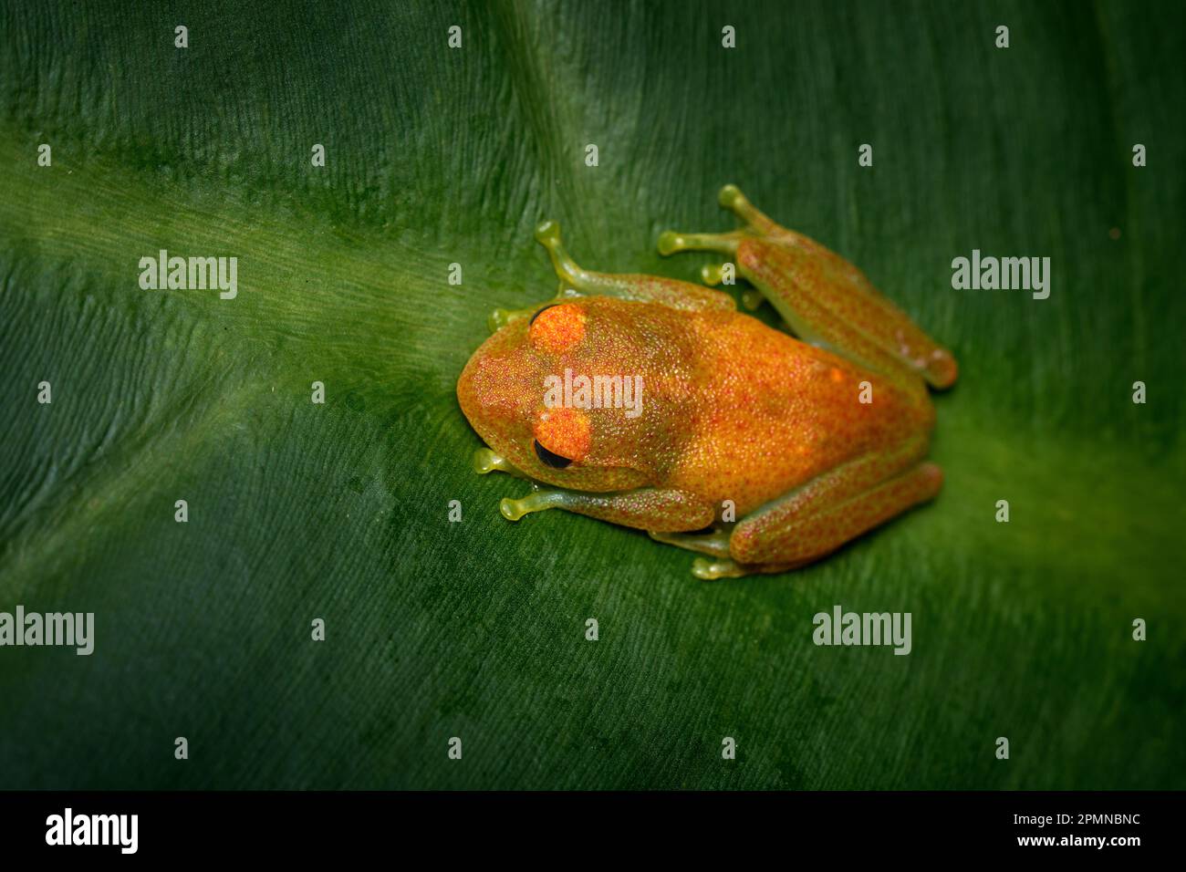 Green bright-eyed frog, Boophis viridis, frog in the family Mantellidae ...