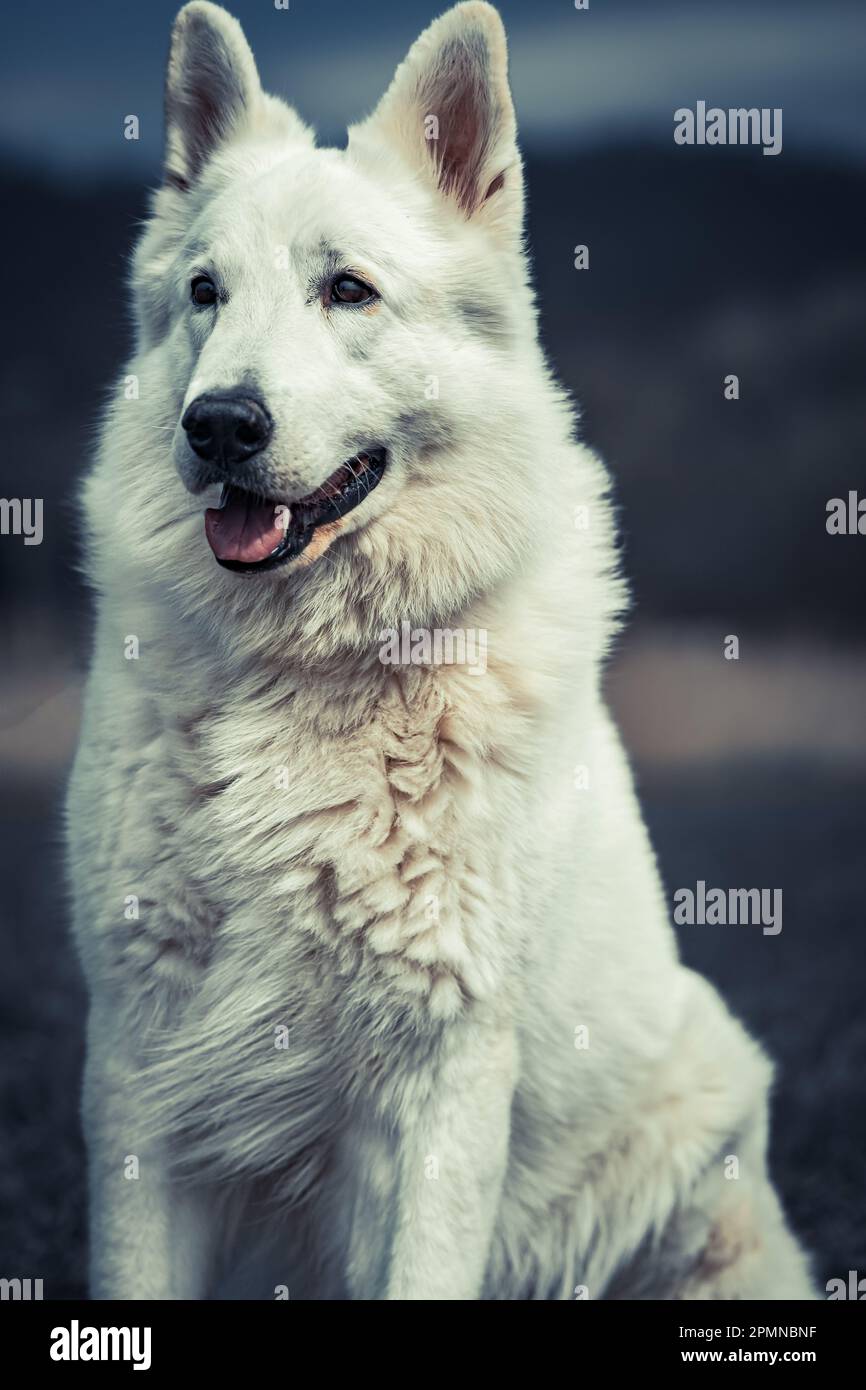 White swiss shepherd dogs hi-res stock photography and images - Alamy