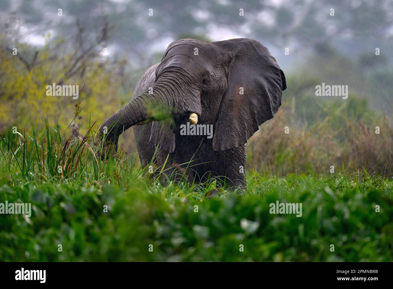 Uganda wildlife, Africa. Elephant in rain, Victoria Nile delta ...