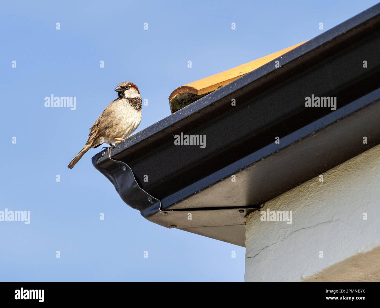 An sparrow on a home roof Stock Photo - Alamy
