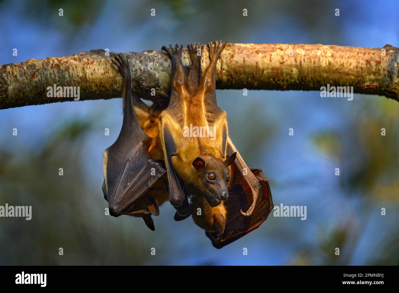 Bat from Uganda. Straw-coloured fruit bat, Eidolon helvum, on the the ...