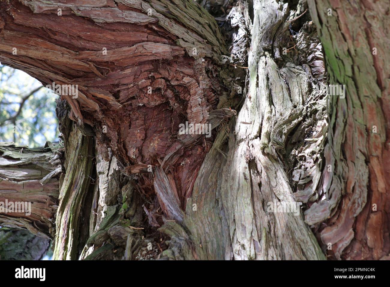 A strong branch grows from an old trunk with gnarled, braced structures ...