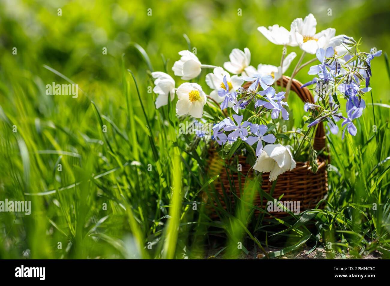 with a bouquet of garden flowers wood anemone, wild blue phlox ...