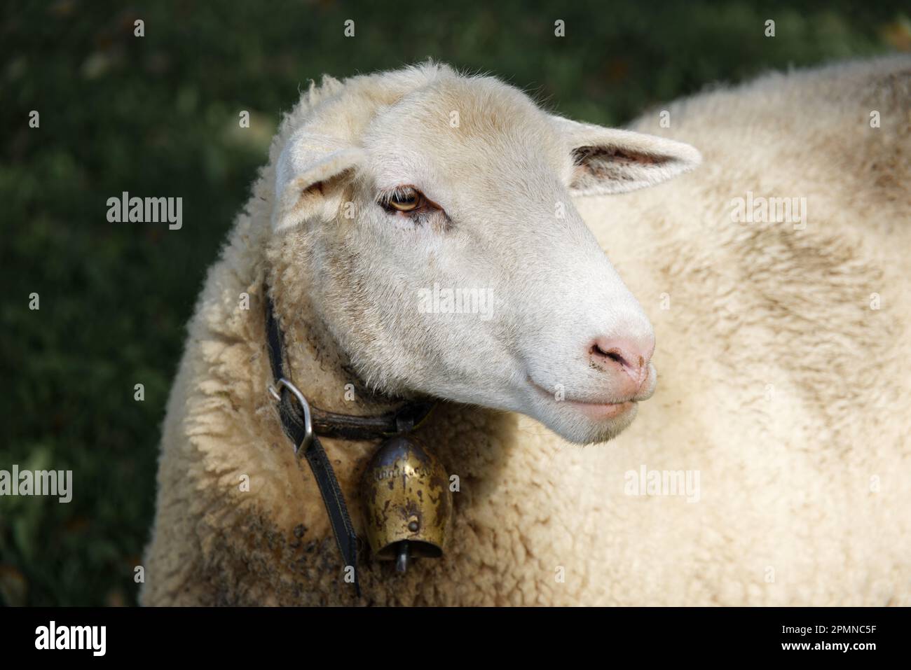 white sheep head with golden bell around neck in early afternoon sun ...