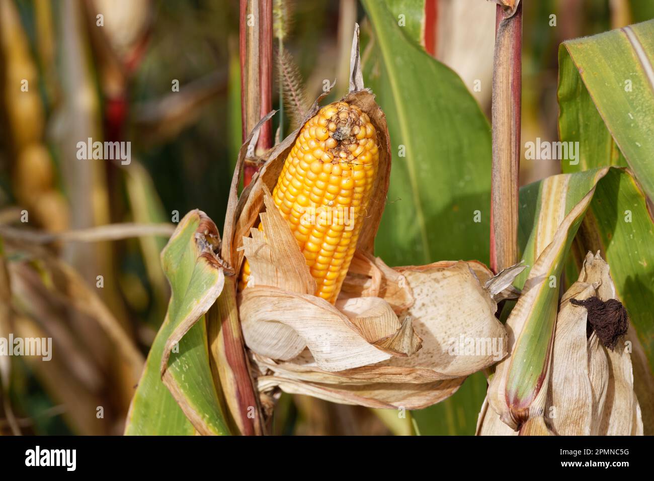 golden open corn cob in late summer. this basic food is one of the most ...