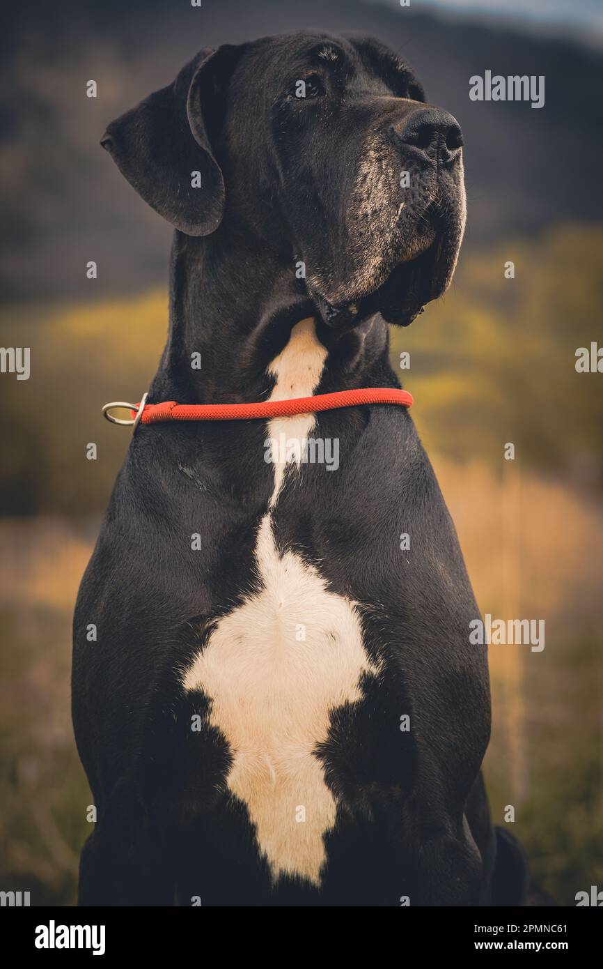 Great Dane Portrait Stock Photo - Alamy