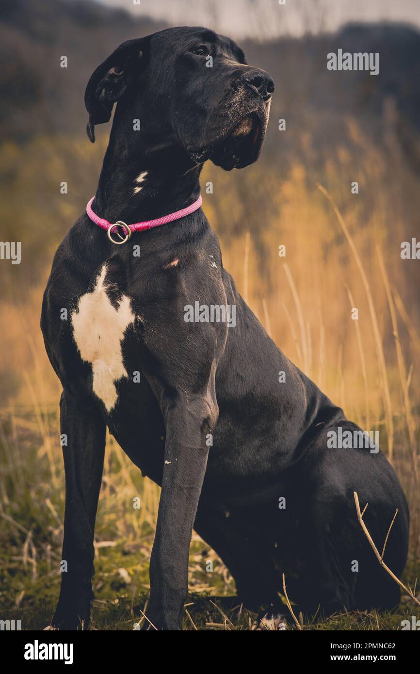 Great Dane Portrait Stock Photo - Alamy
