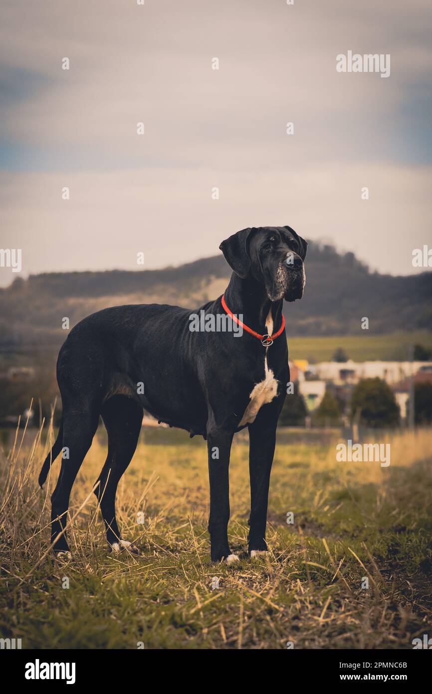 Great Dane Portrait Stock Photo - Alamy