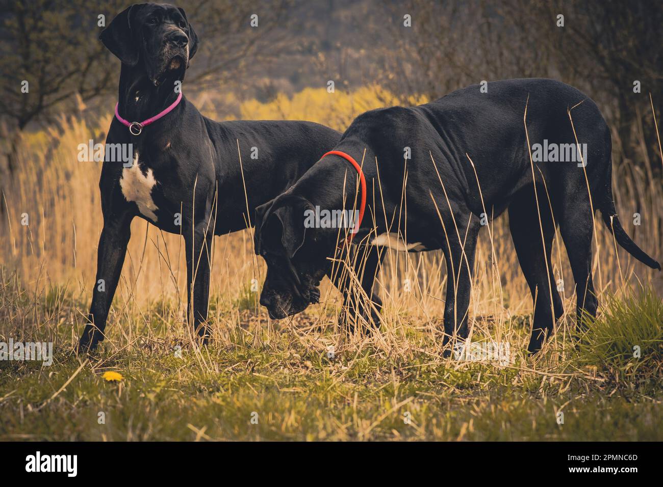 Great Dane Portrait Stock Photo - Alamy