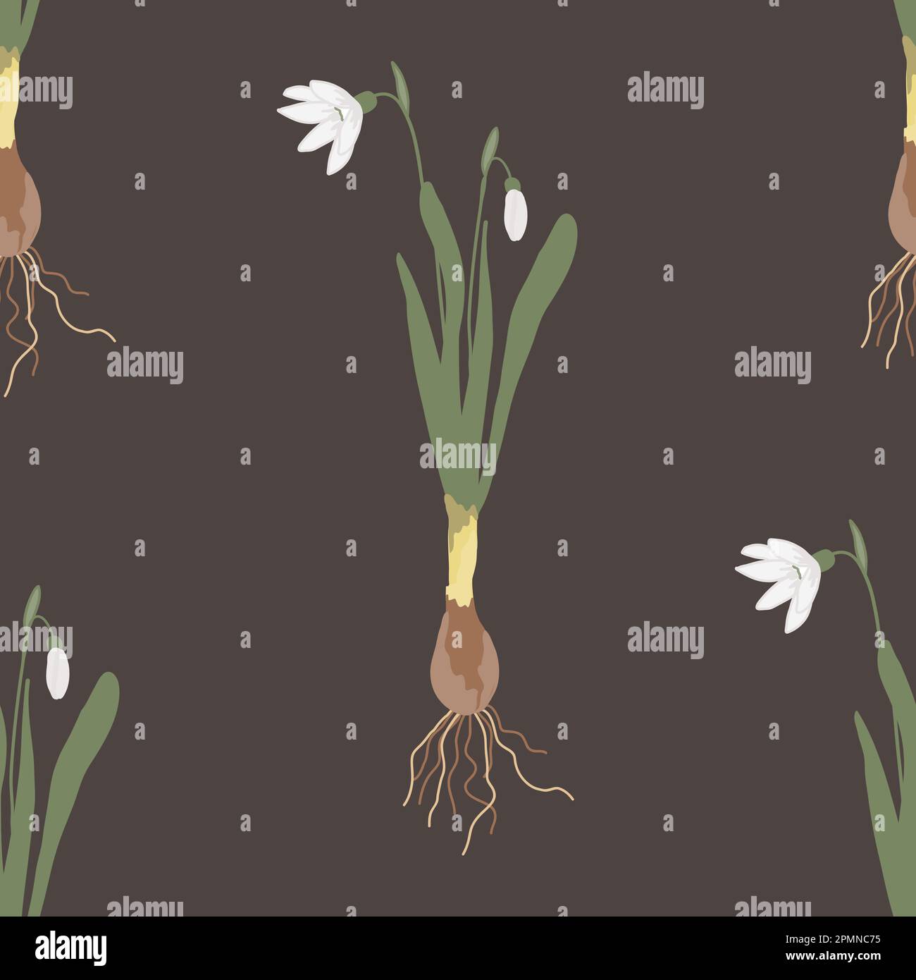 Snowdrop plants with flowers and roots on dark background. Vintage ...
