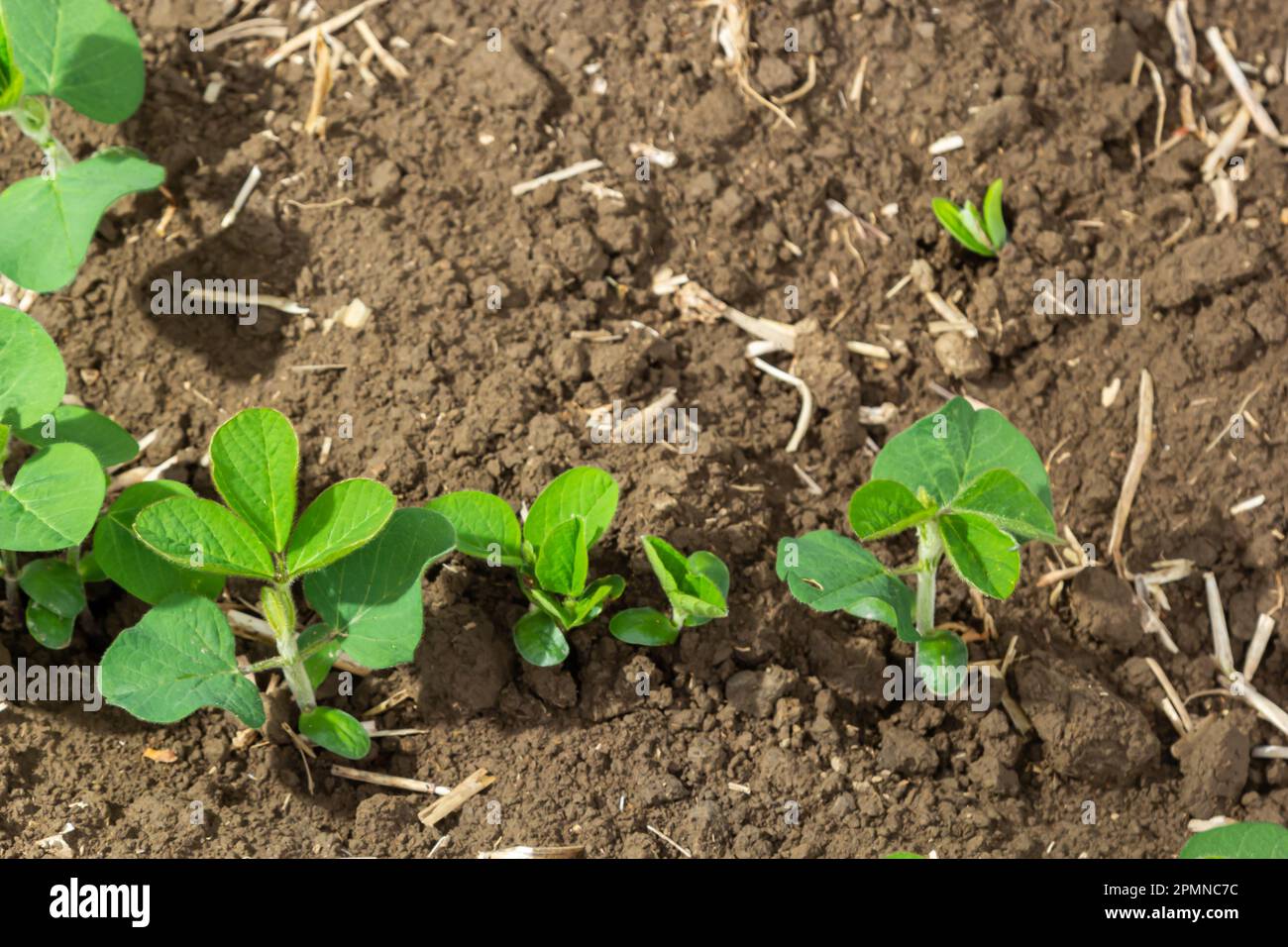 Agricultural soy plantation on sunny day - Green growing soybeans plant ...