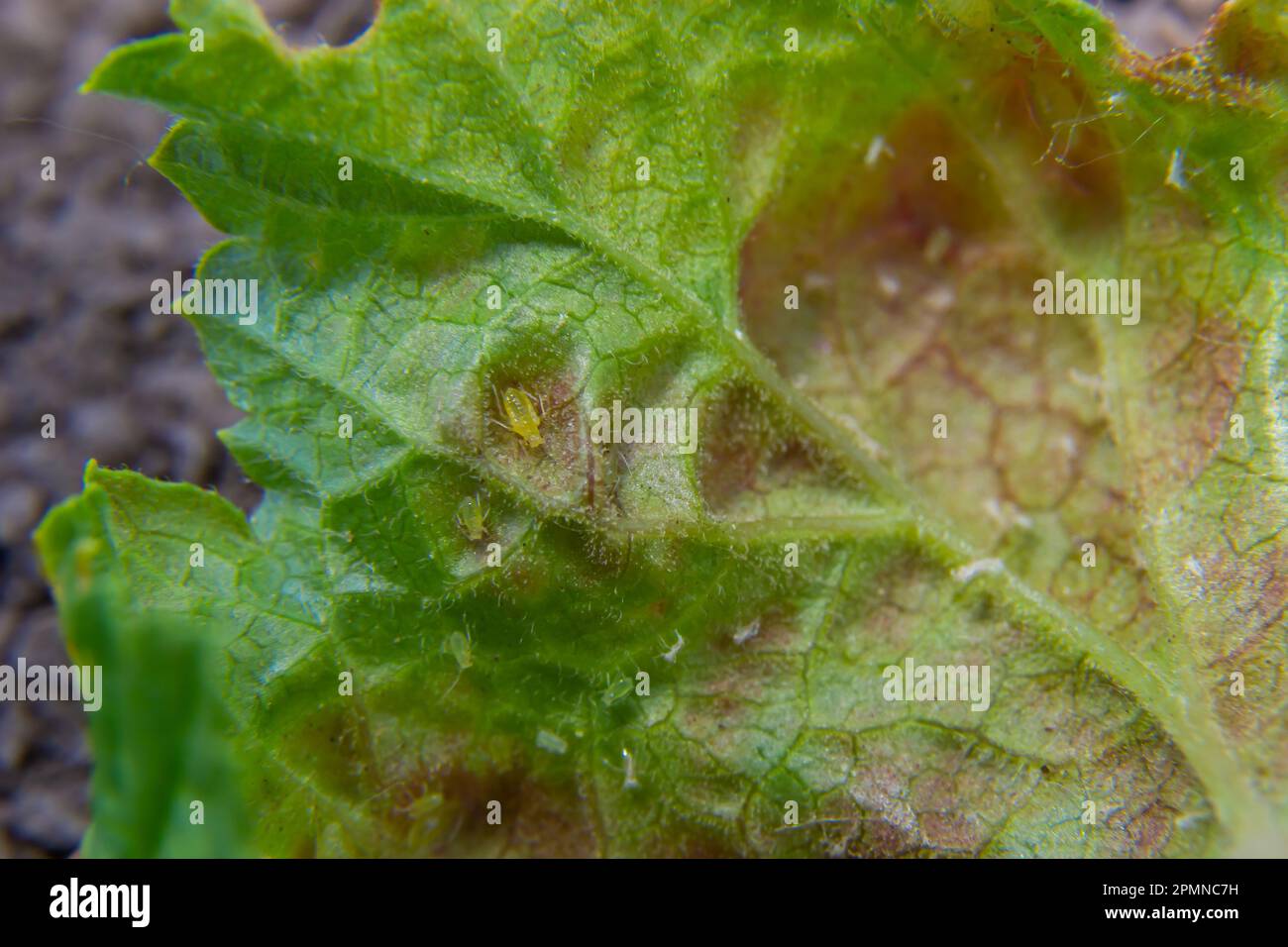 Aphids curled foliage, close up Leaf curled on cherry tree, Prunus sp ...