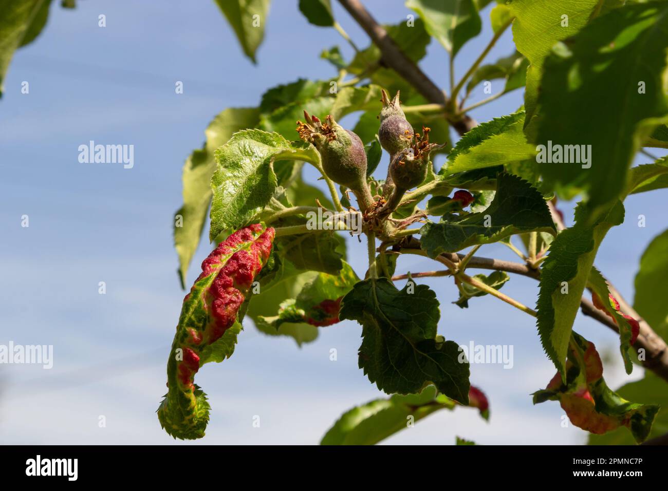 Branch of fruit tree with wrinkled leaves affected by black aphid ...