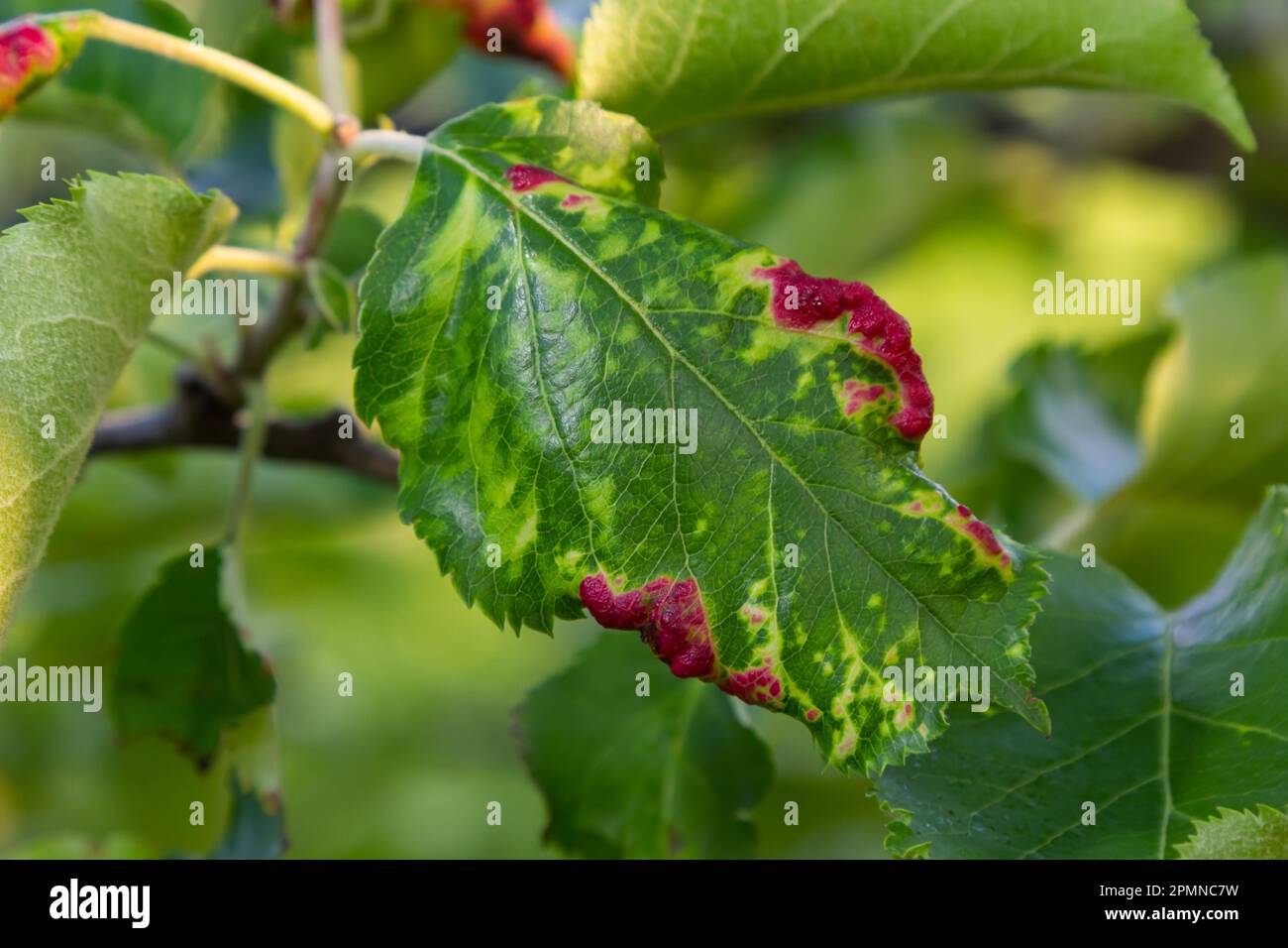 Dysaphis radicola hi-res stock photography and images - Alamy