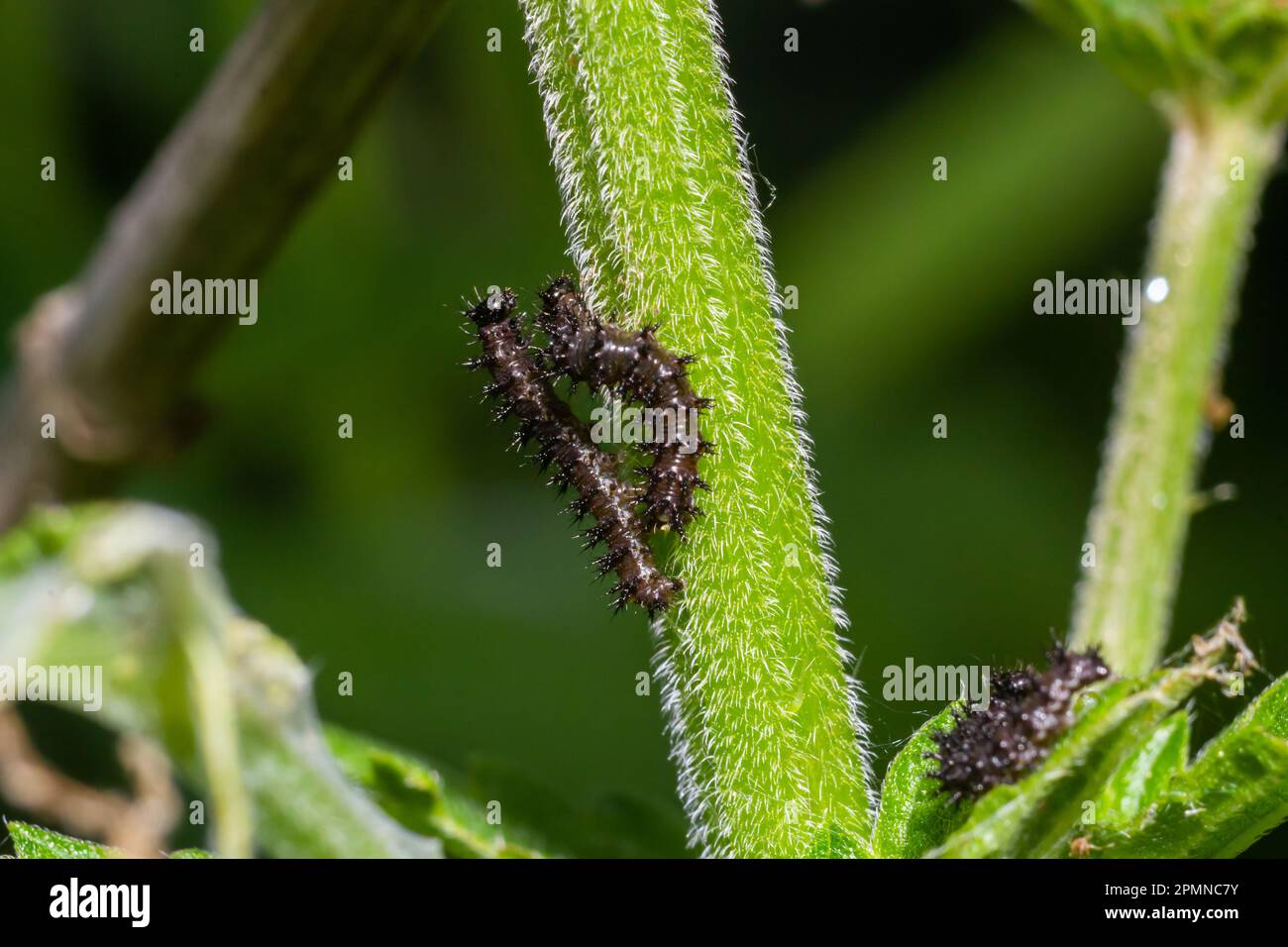 Buck Moth Caterpillars, Hemileuca maia, on a leaf Stock Photo - Alamy