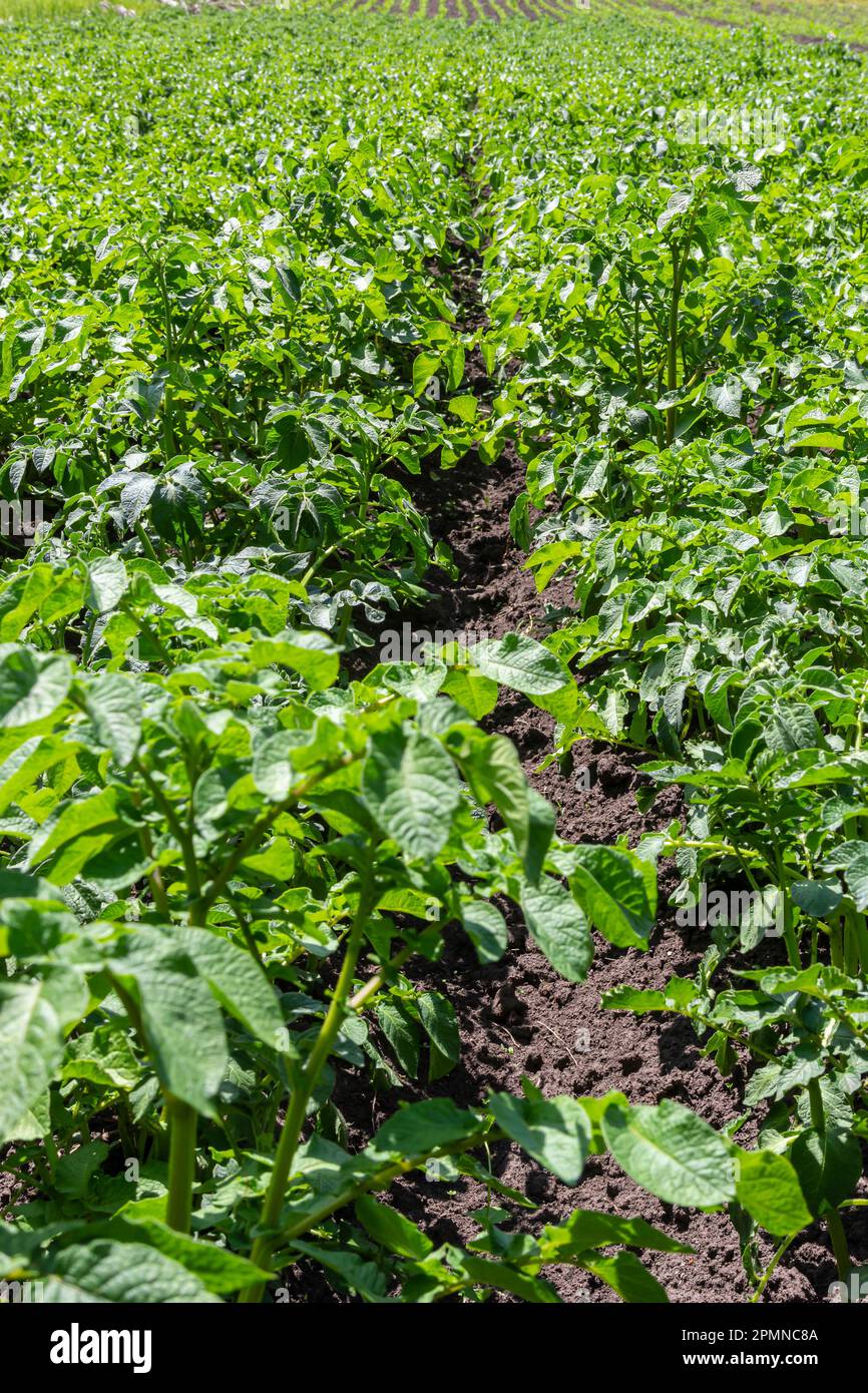 Potato, Solanum tuberosum, plantation. Crop planted at agriculture field Stock Photo - Alamy