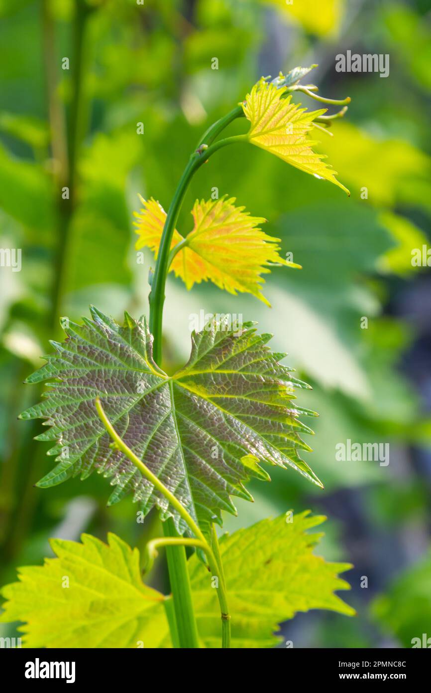 Flowering grapes against the blue sky. Flowering vine. Grape vine with young leaves and buds ...