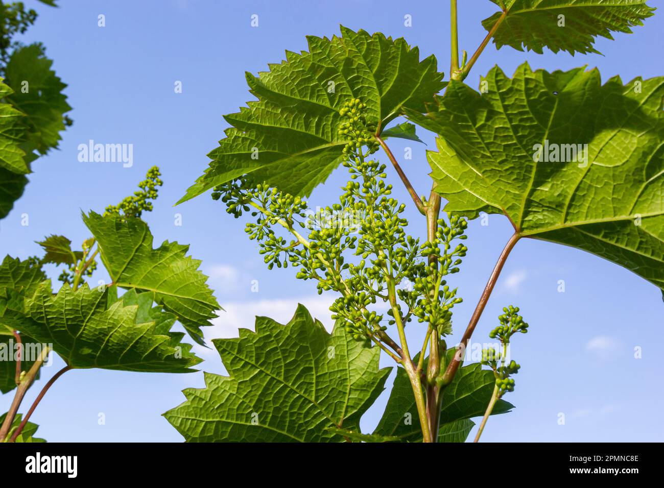 Flowering grapes against the blue sky. Flowering vine. Grape vine with young leaves and buds ...