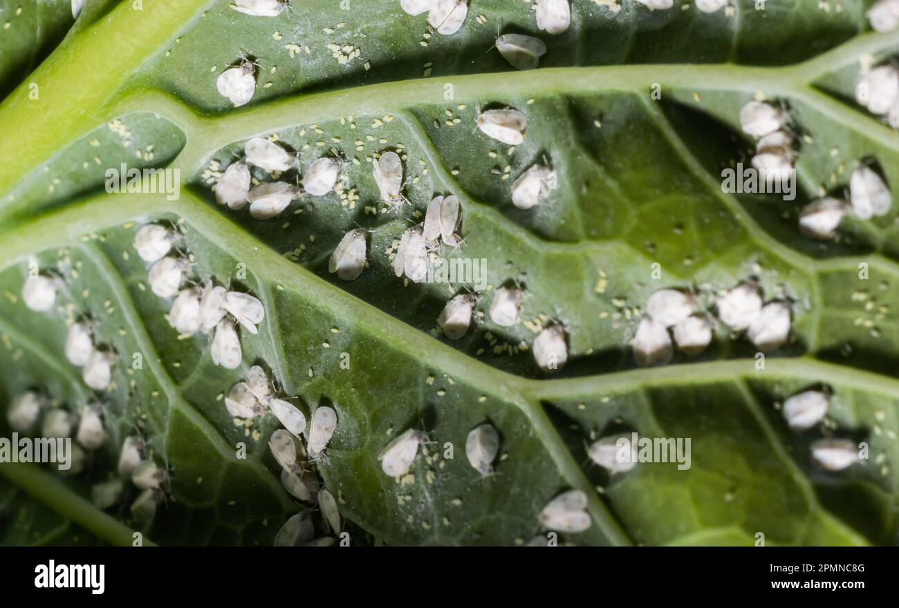 Whitefly parasite hi-res stock photography and images - Alamy