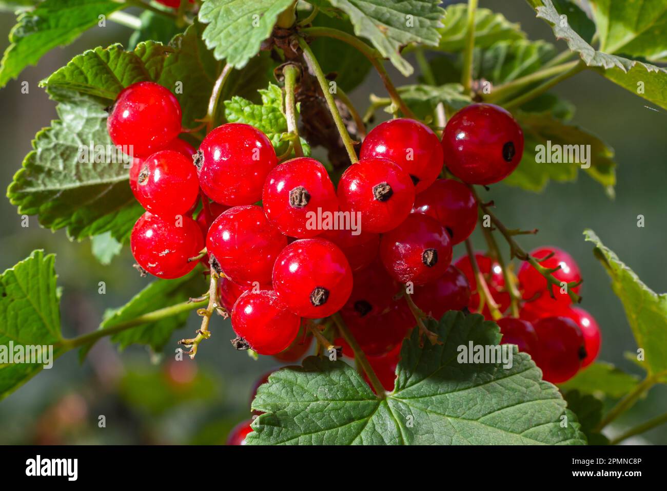 branch of ripe red currant in a garden on green background Stock Photo ...