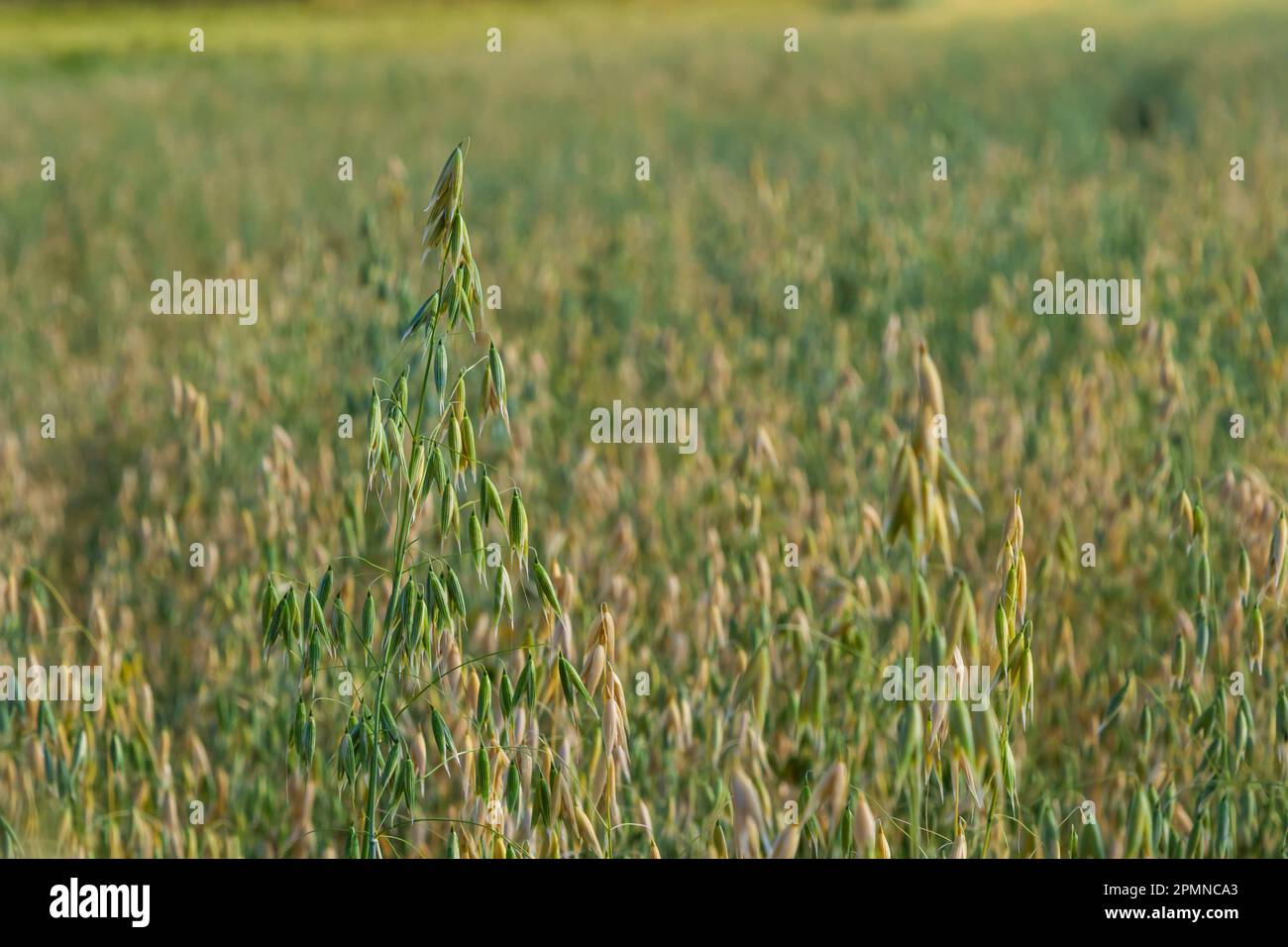 Avena sativa, Common oat, cereal grain grown for human consumption as ...