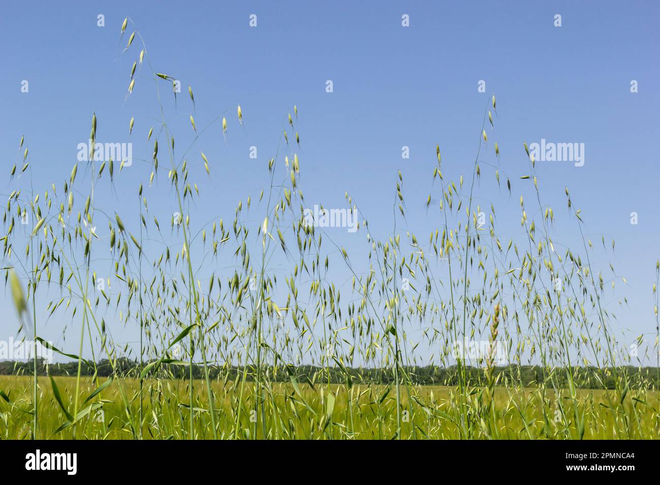 Field of young green Oats. Plantation of oats in the field - crop ...