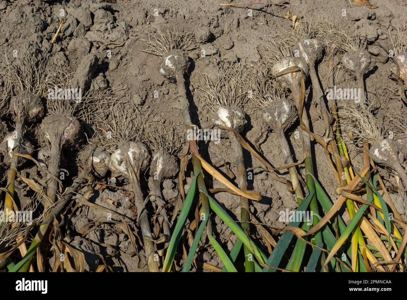 The dug-out garlic is dried on a garden bed on a summer day Stock Photo ...