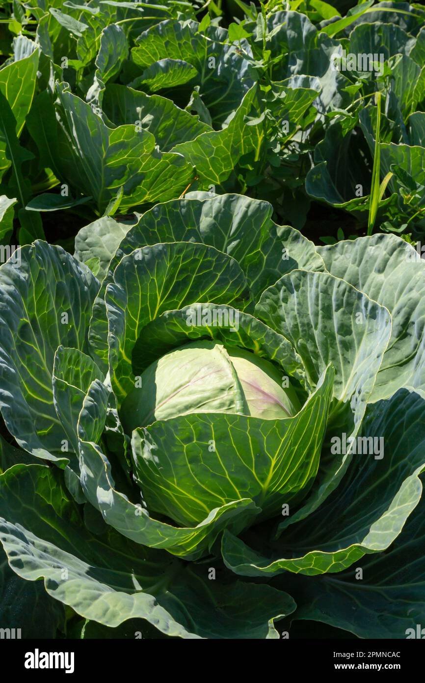 Cabbage grow in the garden. Agriculture. Healthy and healthy food for ...