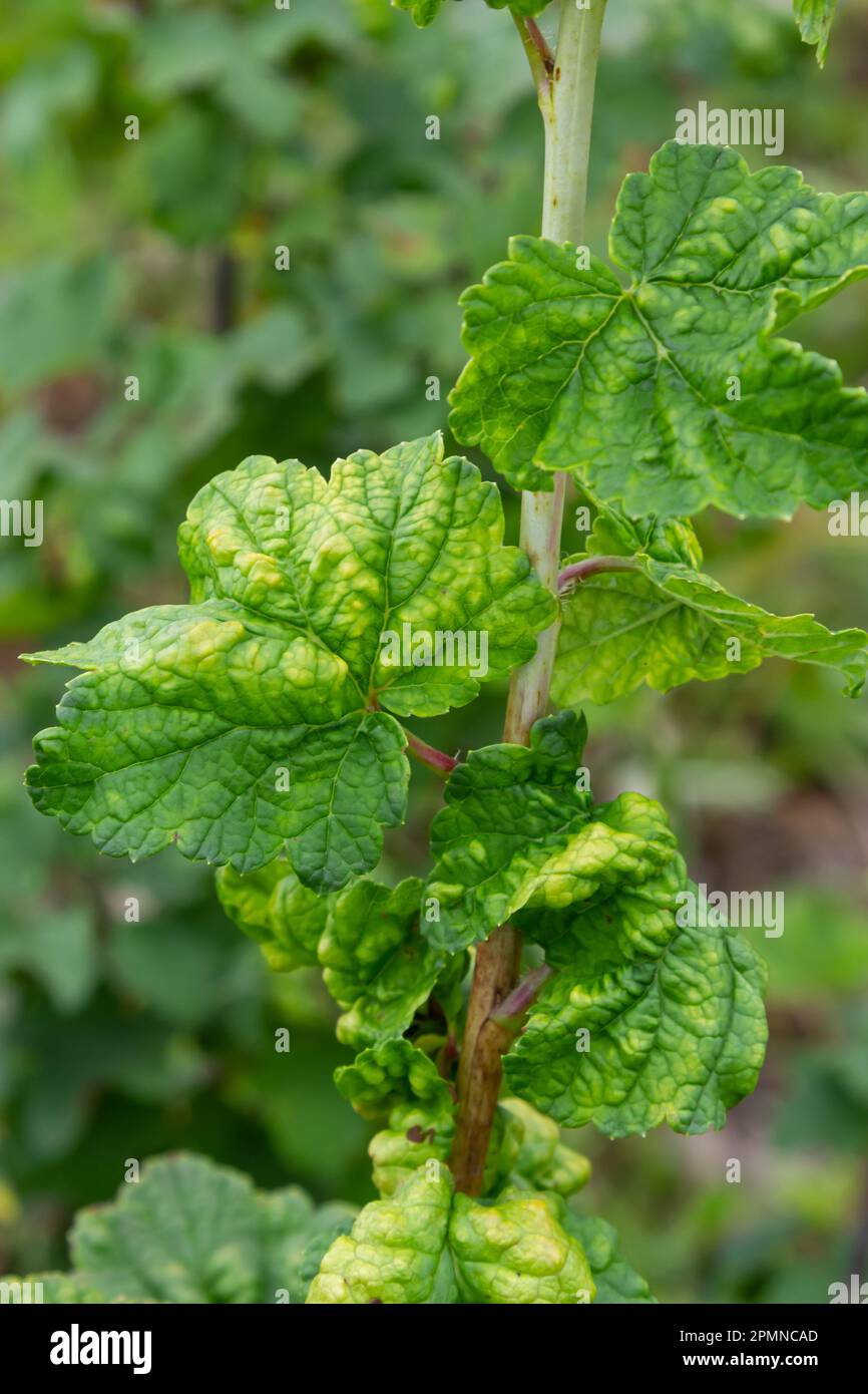 Gallic aphid on the leaves of red currant. The pest damages the currant ...