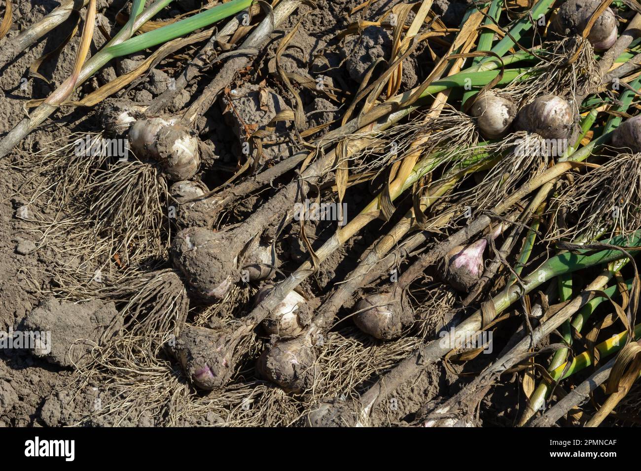 Garlic: Bunch of fresh garlic harvest on soil ground. Freshly dug heads ...