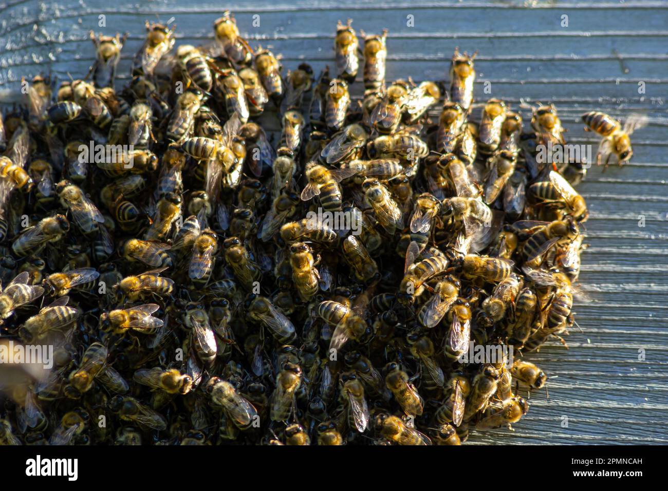A lot of bees returning to bee hive and entering beehive with collected ...