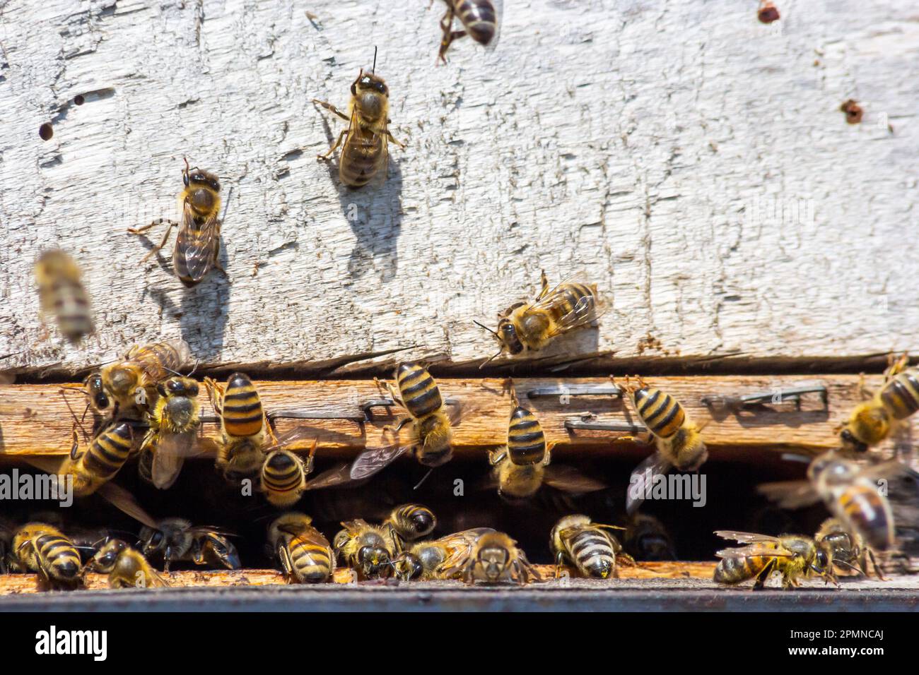 swarm of honey bees flying around beehive. Bees returning from ...