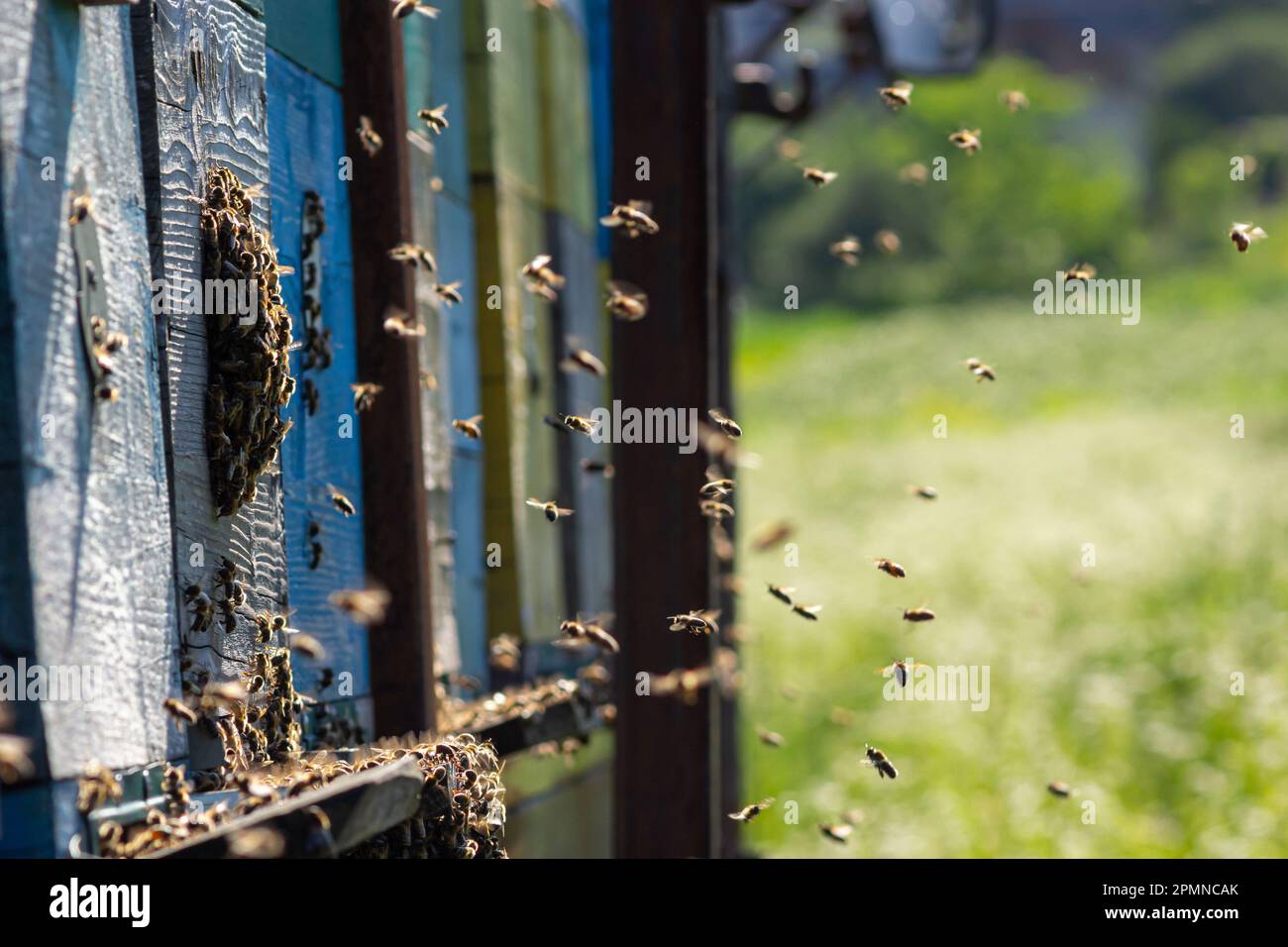 swarm of honey bees flying around beehive. Bees returning from ...