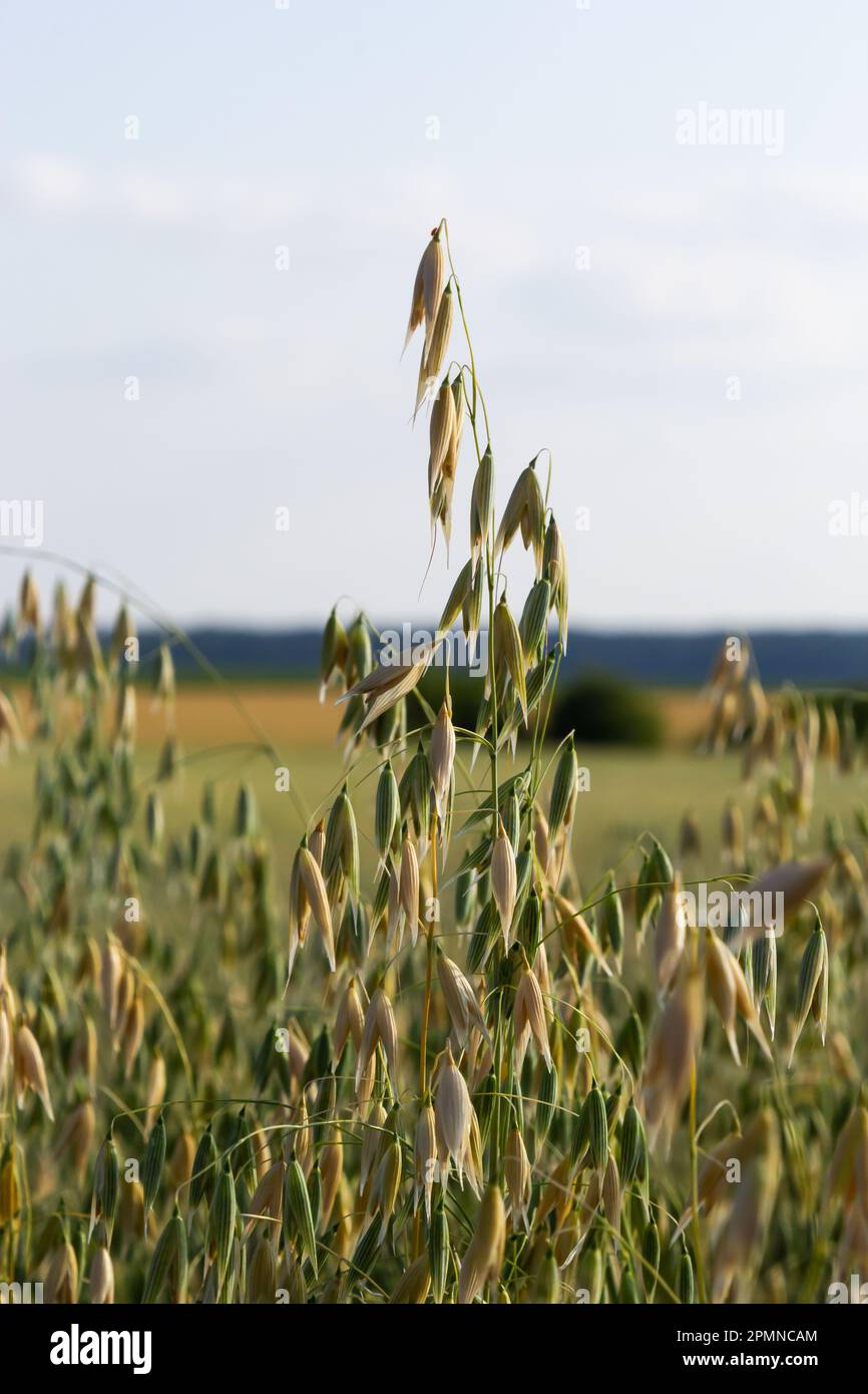 Field of young green Oats. Plantation of oats in the field - crop ...