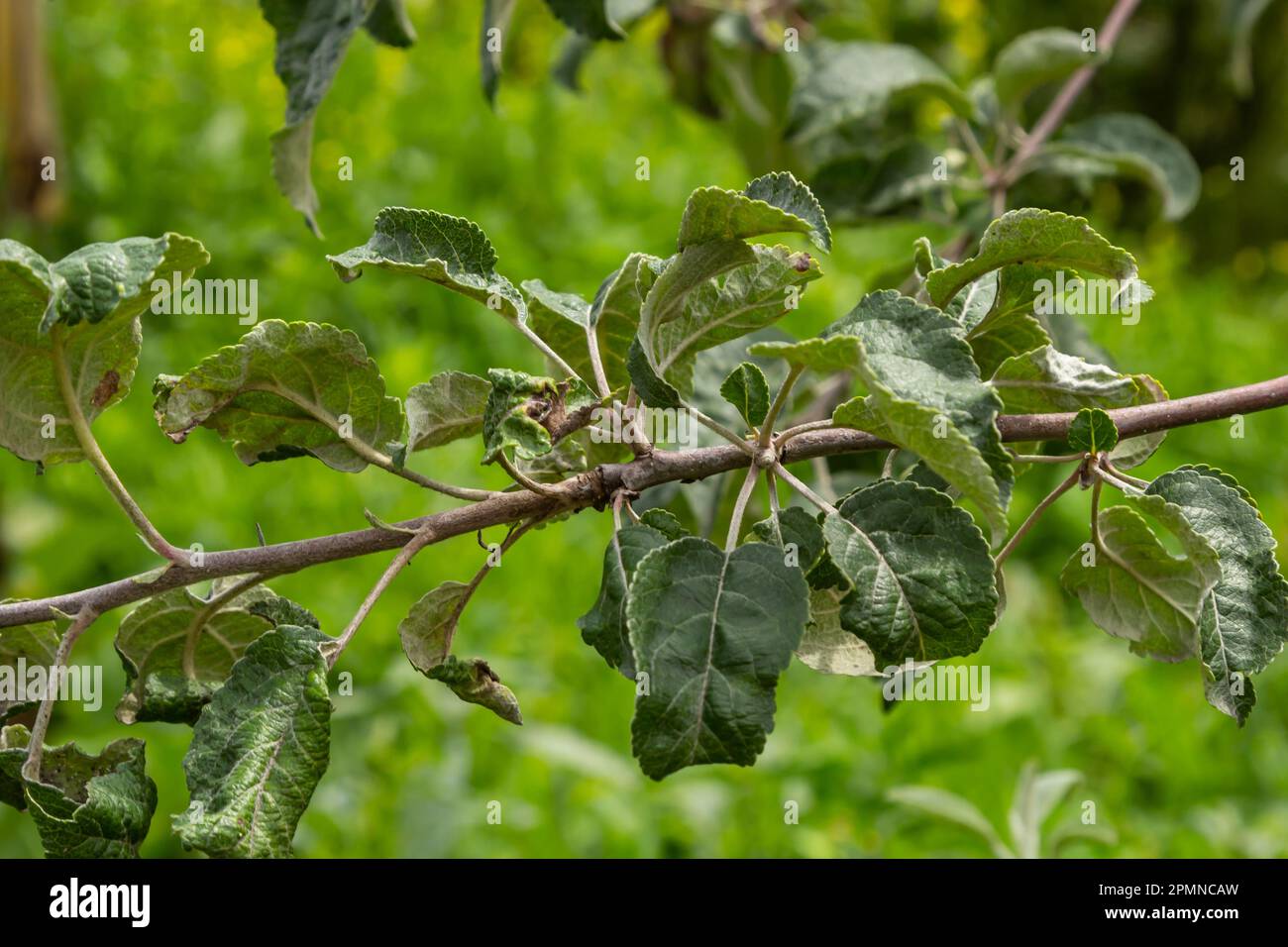 Rosy leaf-curling apple aphids, Dysaphis devecta, apple tree pest ...