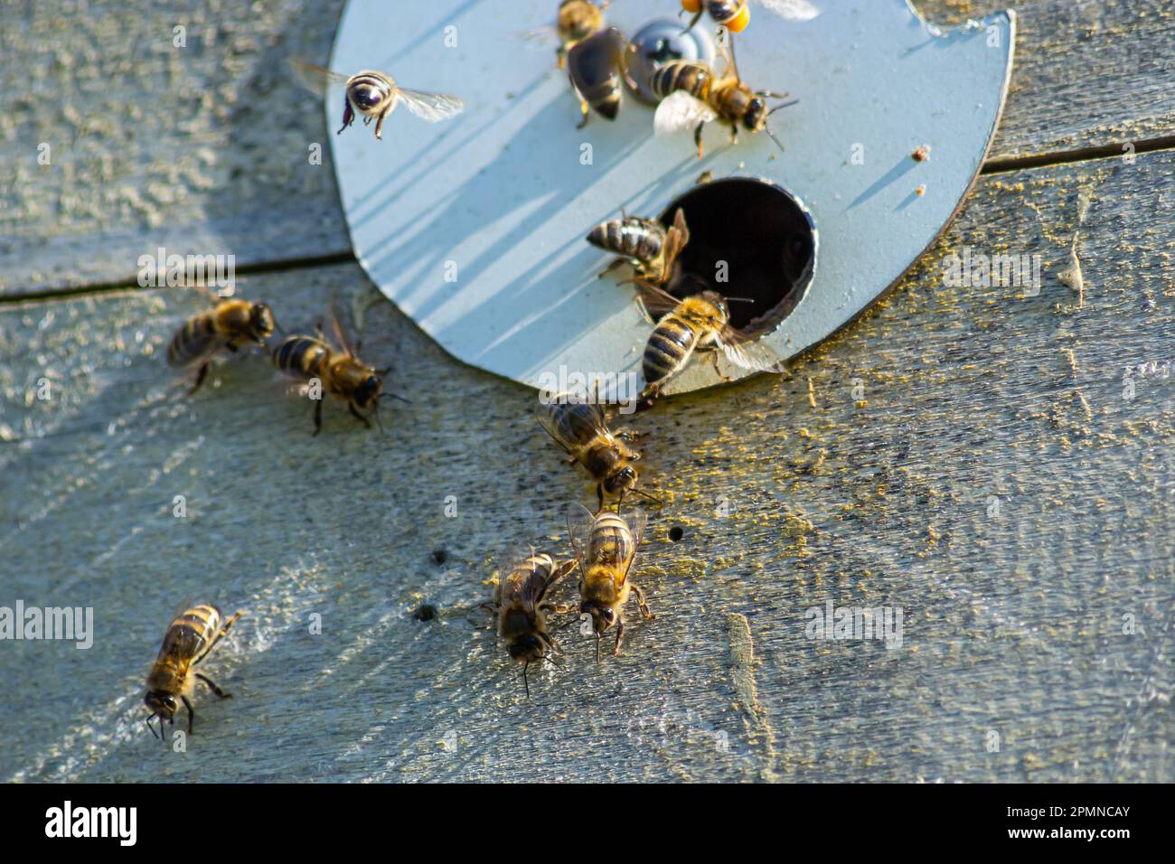 A lot of bees returning to bee hive and entering beehive with collected ...