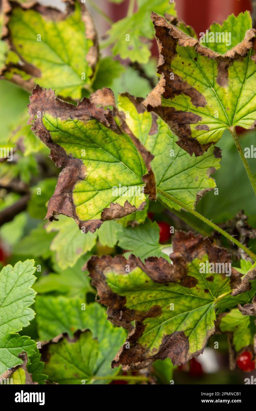Gallic aphid on the leaves of red currant. The pest damages the currant ...