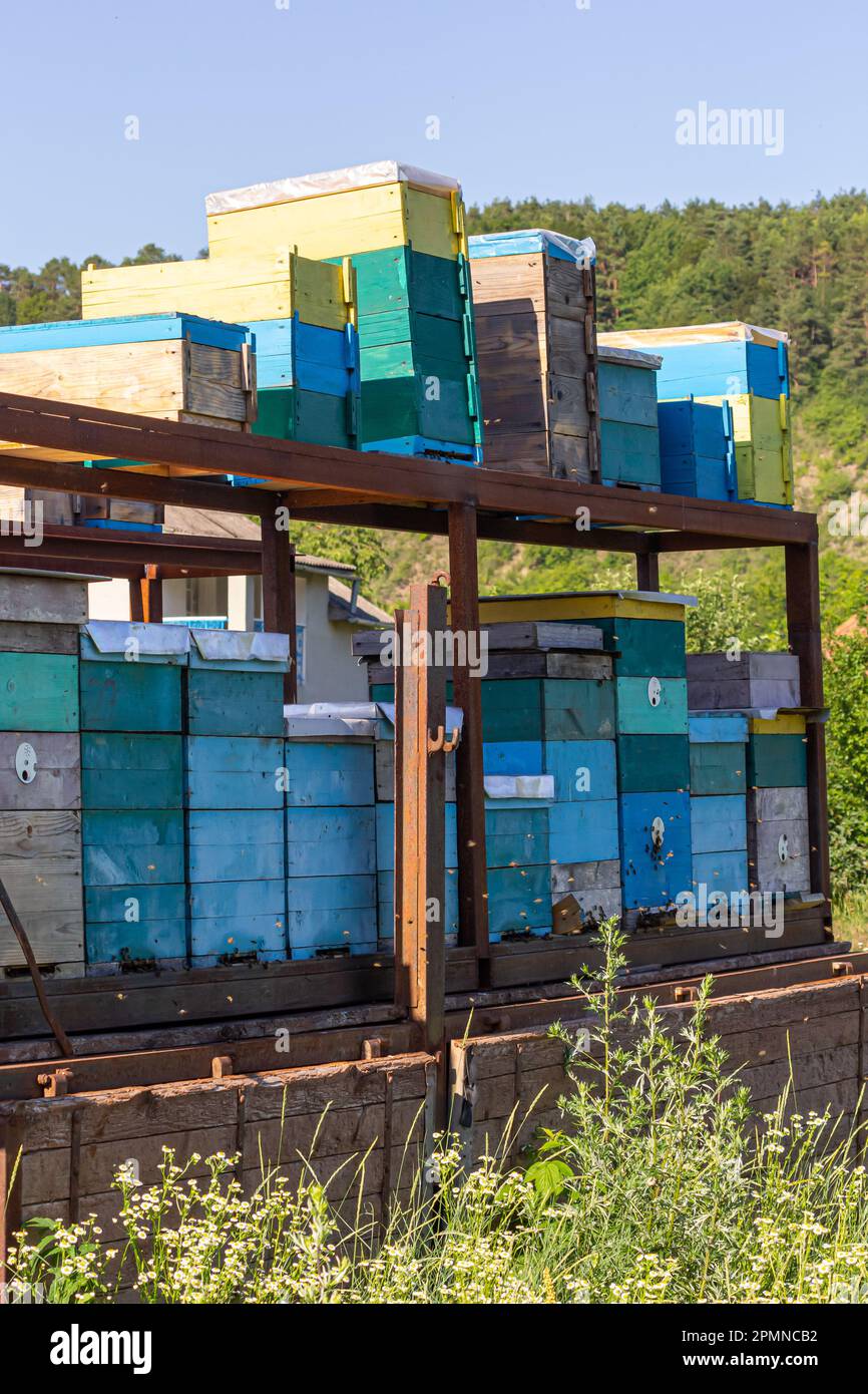 Apiary with beehives on a car platform in the field. Mobile apiary with ...