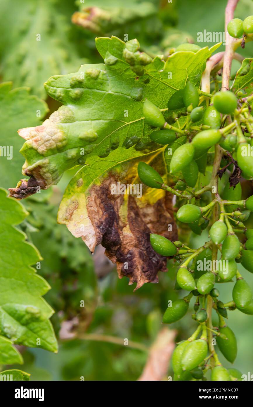 Grapevine leaves with Erinosis, a disease of the mite Colomerus vitis ...