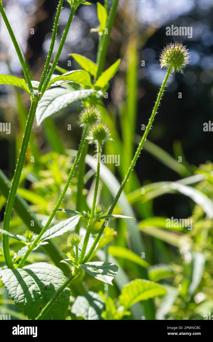 Dipsacus plant hi-res stock photography and images - Alamy