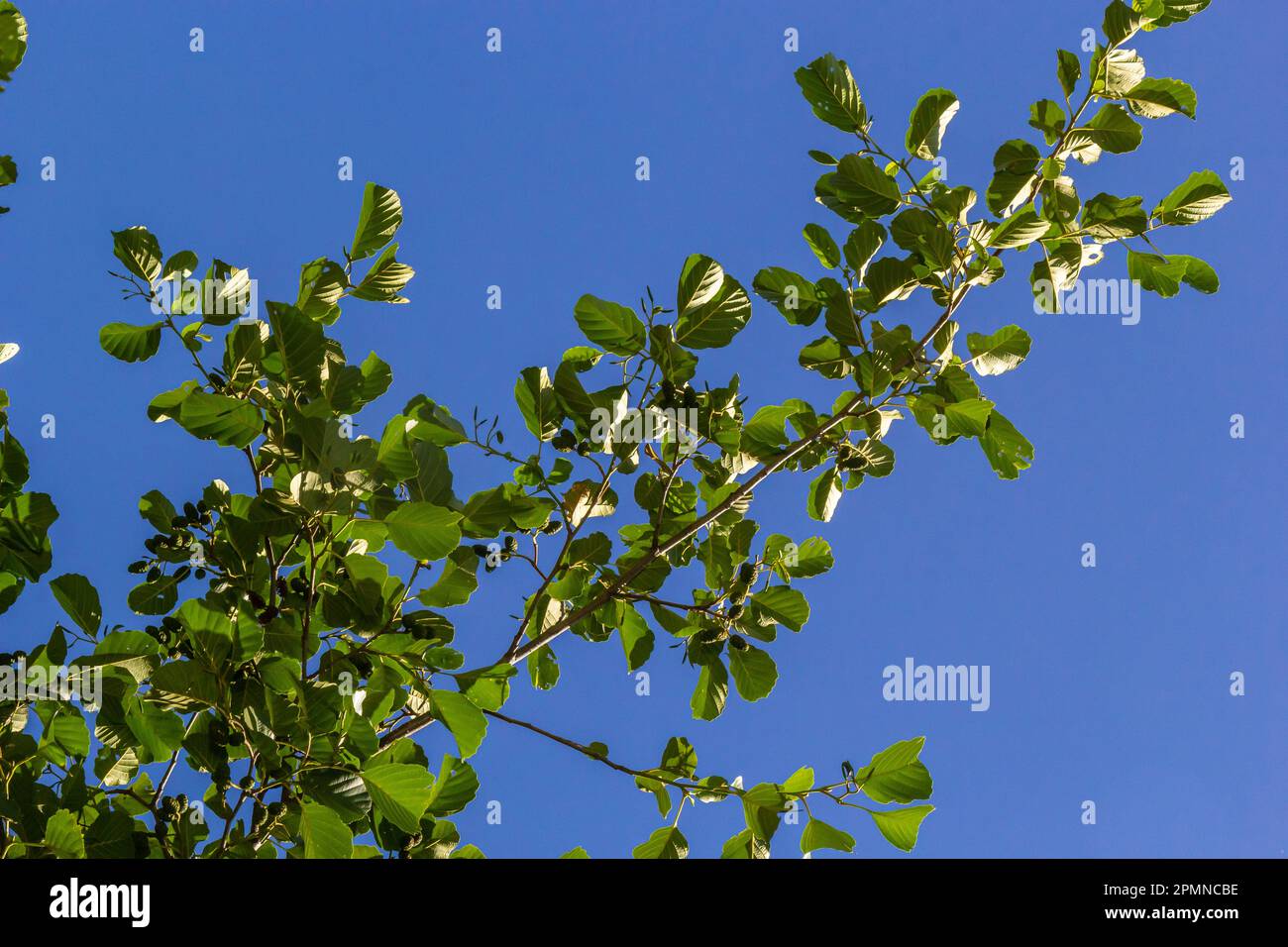 A branch of alder leaves and green cones. Branch of Alnus glutinosa ...