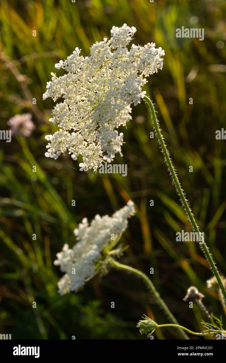 Daucus carota inflorescence, showing umbellets. White small flowers on ...