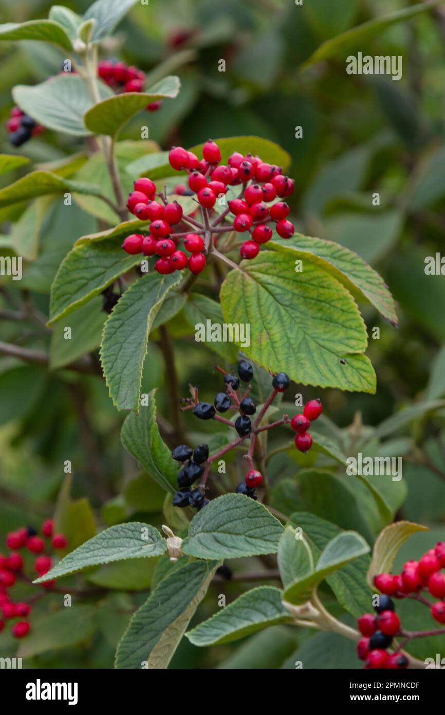 The fruit Viburnum lantana. Is an green at first, turning red, then ...