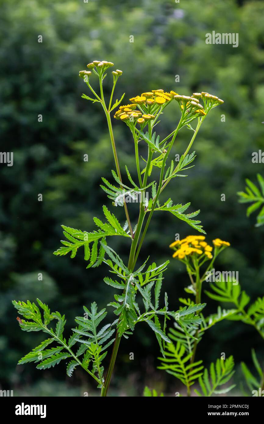 Tansy flowers Tanacetum vulgare Genus of perennial herbaceous plants ...