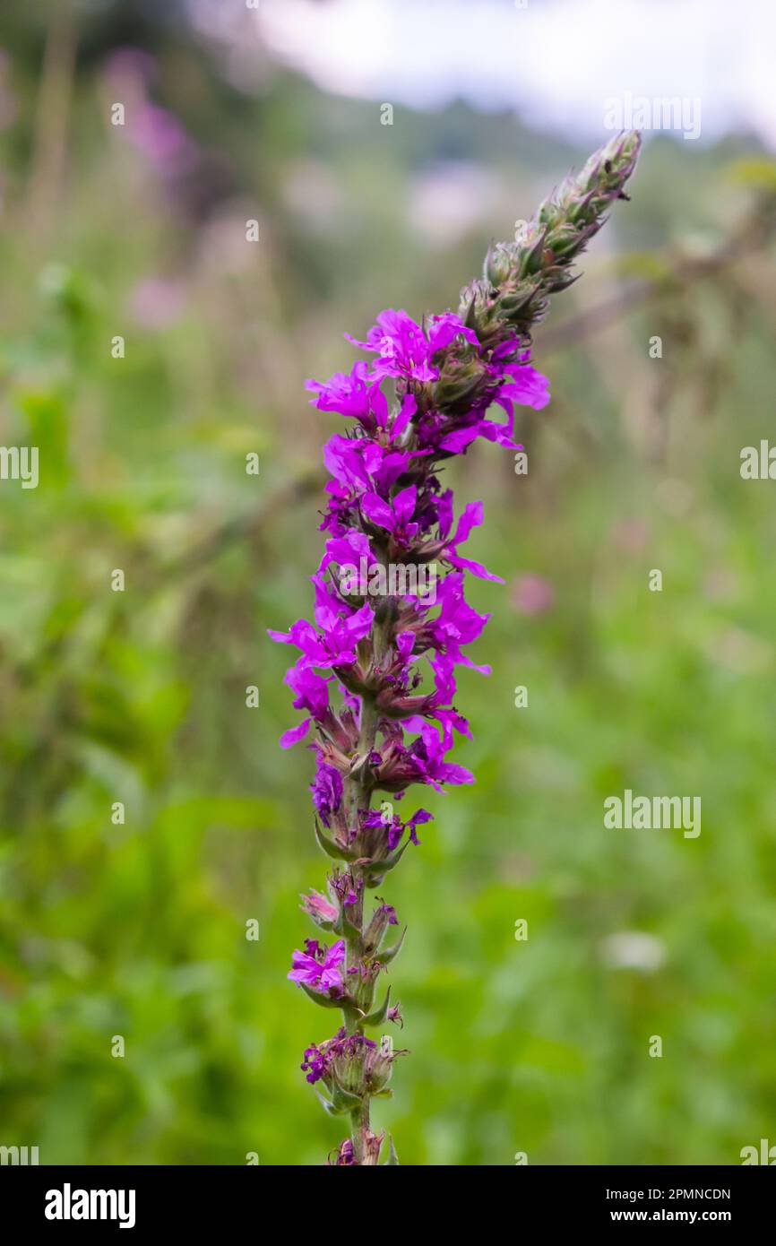 Pink flowers of blooming Purple Loosestrife Lythrum salicaria on the ...